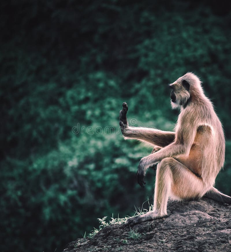 A thinking monkey stock image. Image of primate, monkey - 195947429