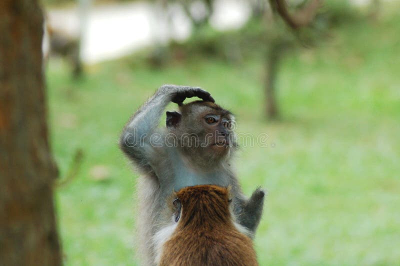 Monkey question stock illustration. Illustration of forest - 4465878