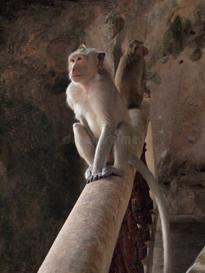 Thinking Monkey Closeup on Stair Stock Image - Image of wildlife ...