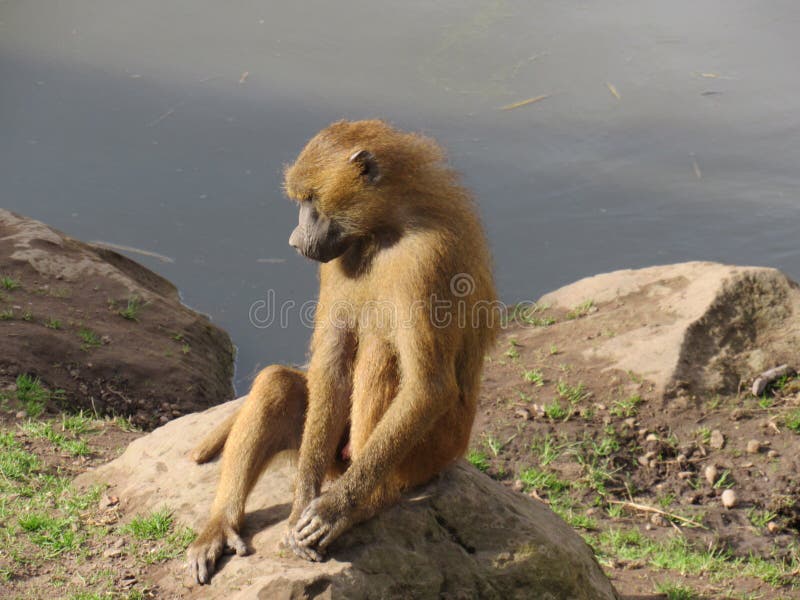 Thinking Monkey stock image. Image of thinking, deep - 93903897