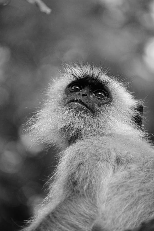 The Thinking Monkey and His Dream Stock Photo - Image of monl, dream ...