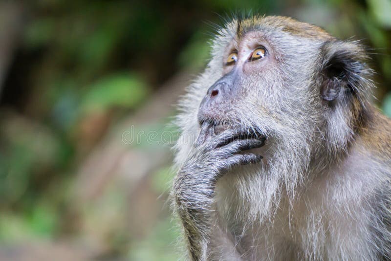 Thinking Monkey stock photo. Image of finger, head, eyes - 89959508
