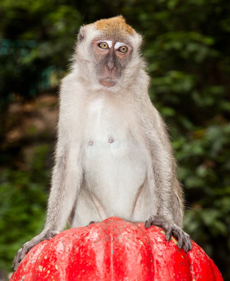 Thinking monkey stock photo. Image of mischief, asia - 35718070