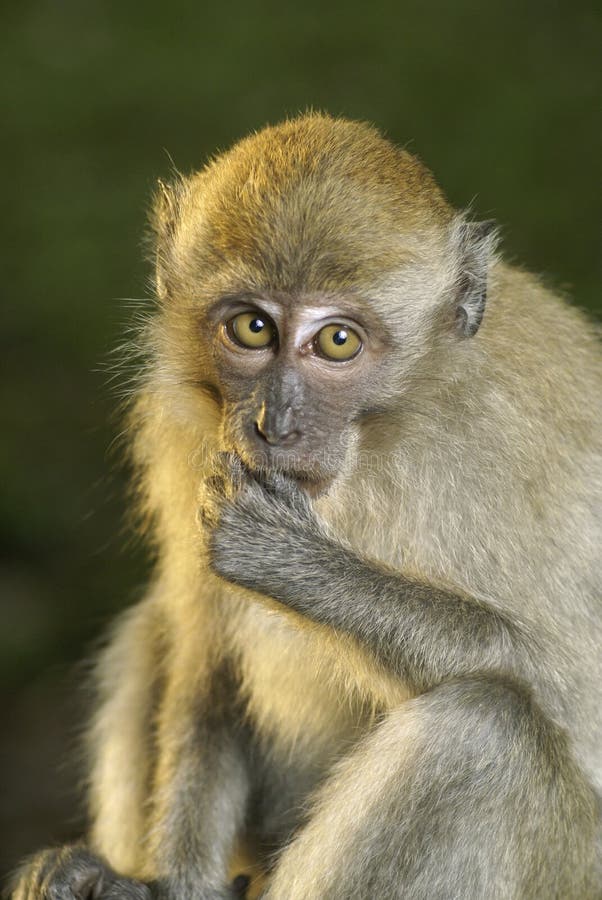 Thinking monkey portrait stock image. Image of ponder - 3669225