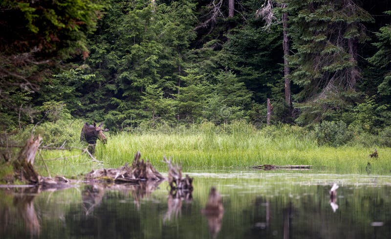 A thinking Moose stock image. Image of north, grass - 260484043