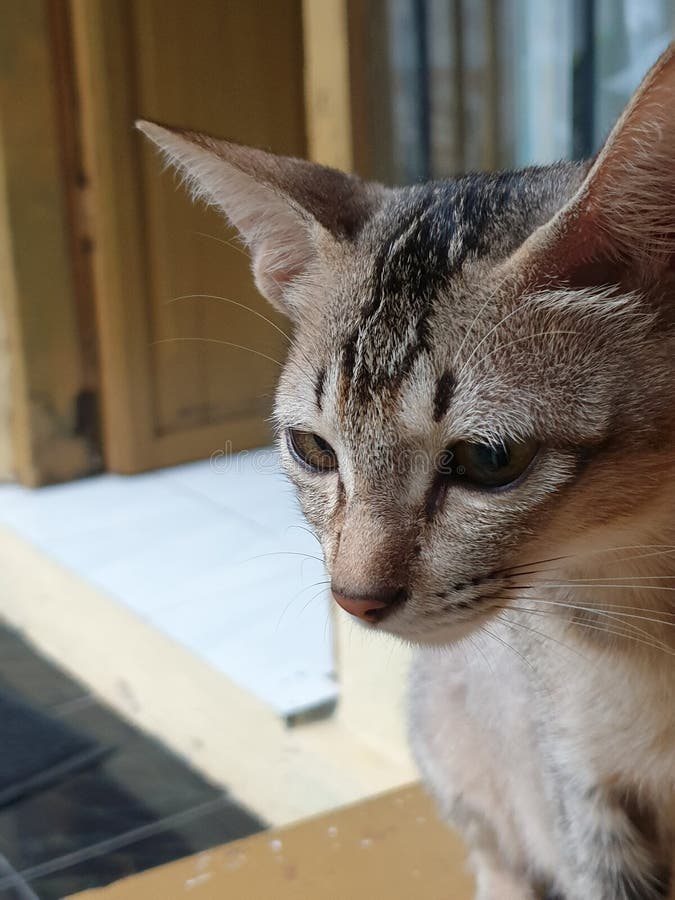 Thinking my Cat stock image. Image of skin, animal, babe - 202735145