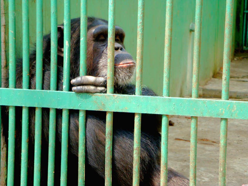 Thinking about nothing stock photo. Image of wildlife - 220129848