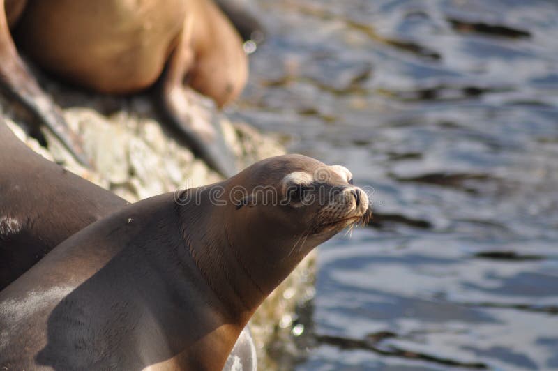The thinking old seal stock image. Image of nature, beautiful - 22513361