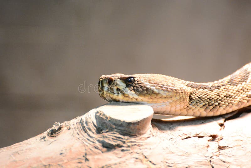 A Snake Captured in Natural Habitat. Stock Photo - Image of hill ...