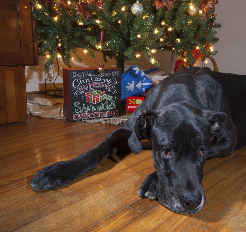 Thinking of Santa stock image. Image of eyes, limbs, great - 68528217