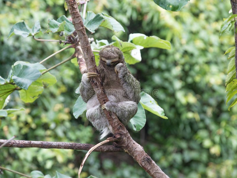 Sloth Thinking Stock Photos - Free & Royalty-Free Stock Photos from ...