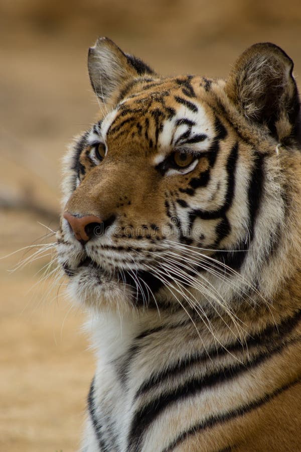 Thinking Tiger stock photo. Image of japan, endangered - 27807792