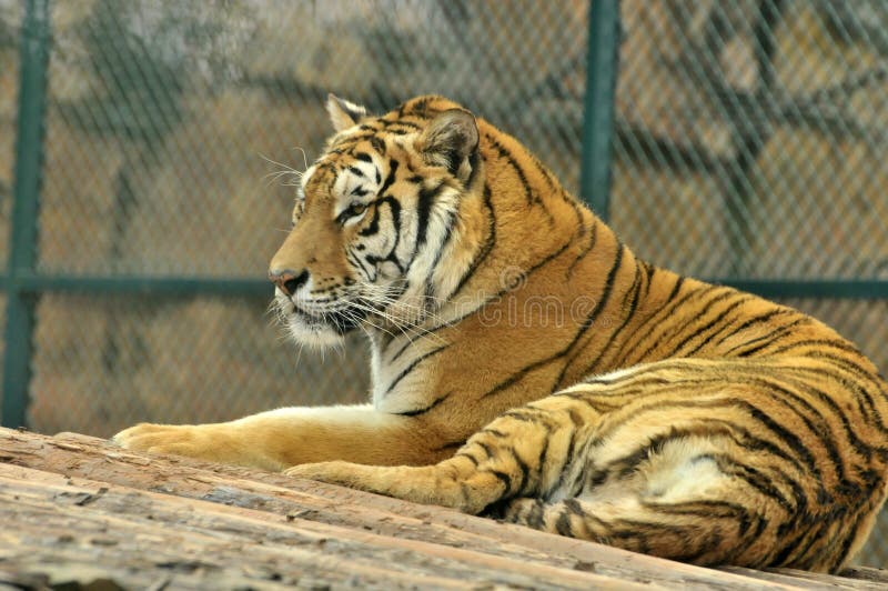 A thinking tiger stock photo. Image of haughty, consideration - 88989664