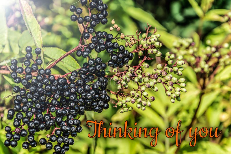 Thinking of You - Card. Forest Wild Berries. Stock Illustration ...