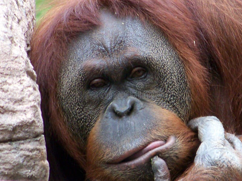 Orangutan thinking stock image. Image of primate, wild - 6955293