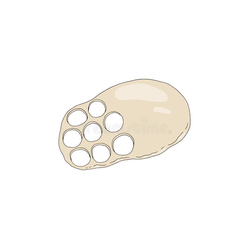 Preparation Dumpling Stock Illustrations – 263 Preparation Dumpling ...