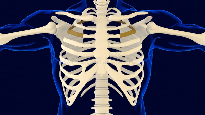 Third Bone of Rib Cage Anatomy for Medical Concept 3D Stock ...