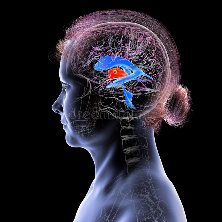Third Brain Ventricle, 3D Illustration Stock Illustration - Illustration of anatomy, ventricle ...