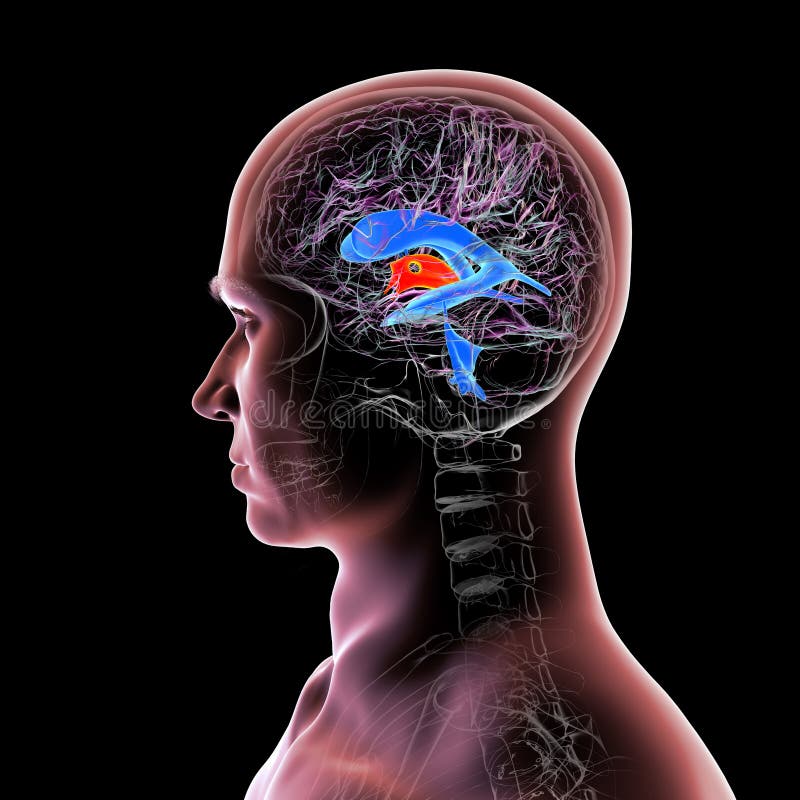 Third Brain Ventricle, 3D Illustration Stock Illustration - Illustration of neuroscience ...