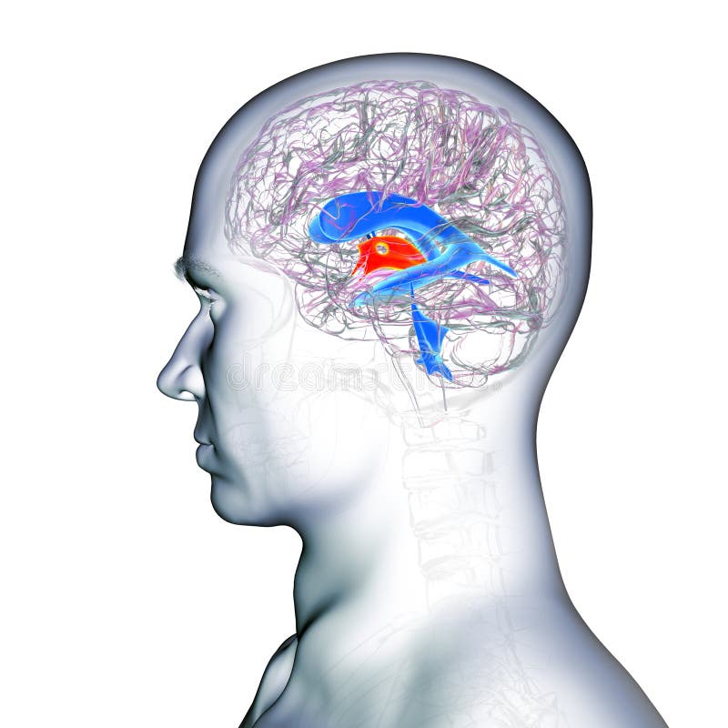 Third Brain Ventricle, 3D Illustration Stock Illustration - Illustration of biology, anatomy ...