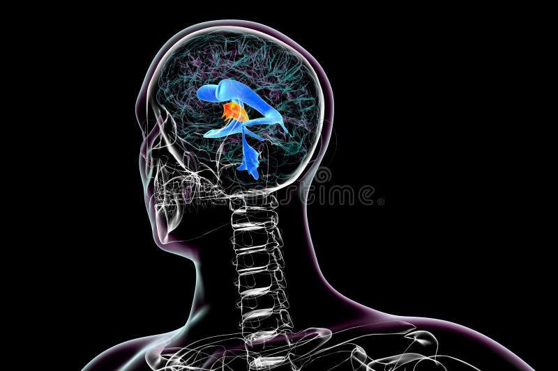 The Third Brain Ventricle, 3D Illustration Stock Illustration ...