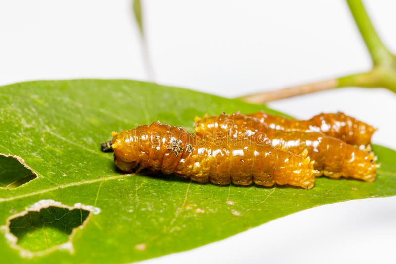 Third Instar Caterpillar of Banded Swallowtail Butterfly Stock Photo ...