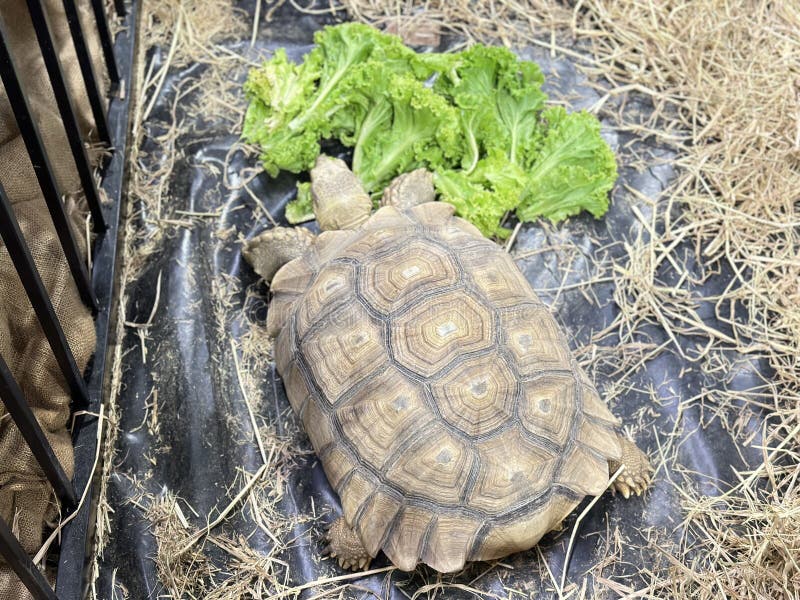 Sulcata Turtles are Very Large. Stock Photo - Image of exotic, aquatic ...