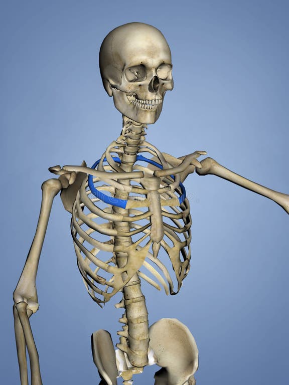 Third Rib, Rib Cage, 3D Model Stock Illustration - Illustration of ...