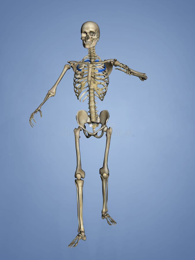 Third Rib, Rib Cage, 3D Model Stock Illustration - Illustration of ...