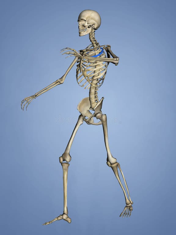 Third Rib, Rib Cage, 3D Model Stock Illustration - Illustration of ...