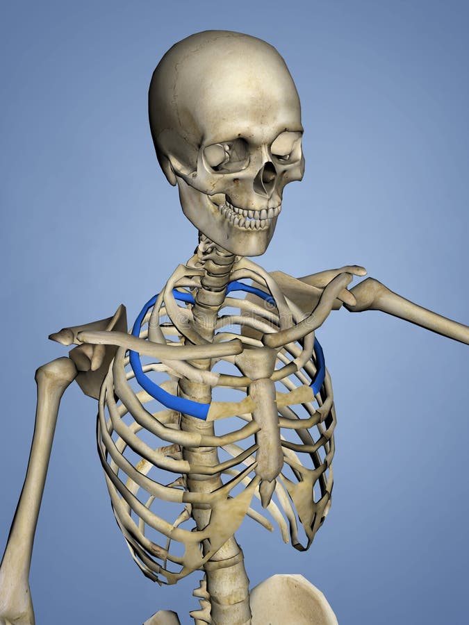 Third Rib, Rib Cage, 3D Model Stock Illustration - Illustration of ...