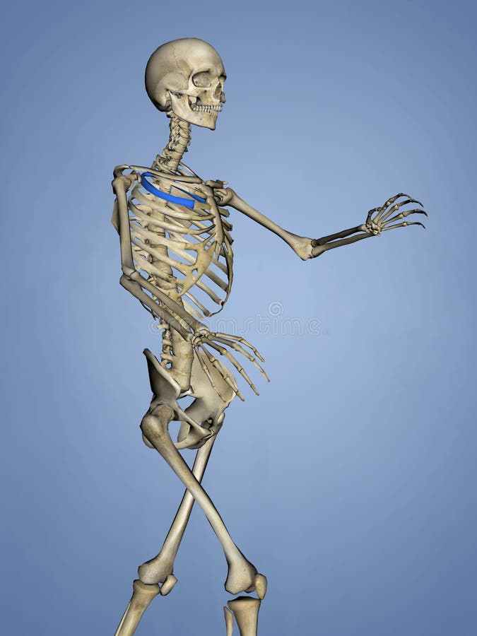 Third Rib, Rib Cage, 3D Model Stock Illustration - Illustration of ...