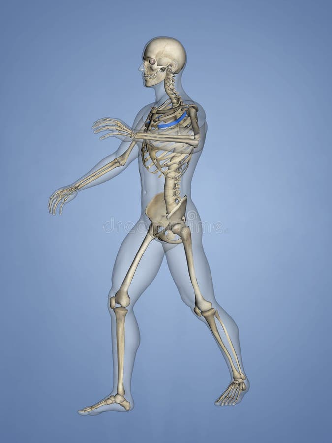 Third Rib, Rib Cage, 3D Model Stock Illustration - Illustration of ...