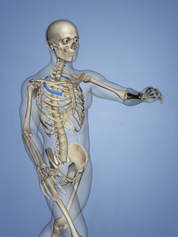 Third Rib, Rib Cage, 3D Model Stock Illustration - Illustration of ...