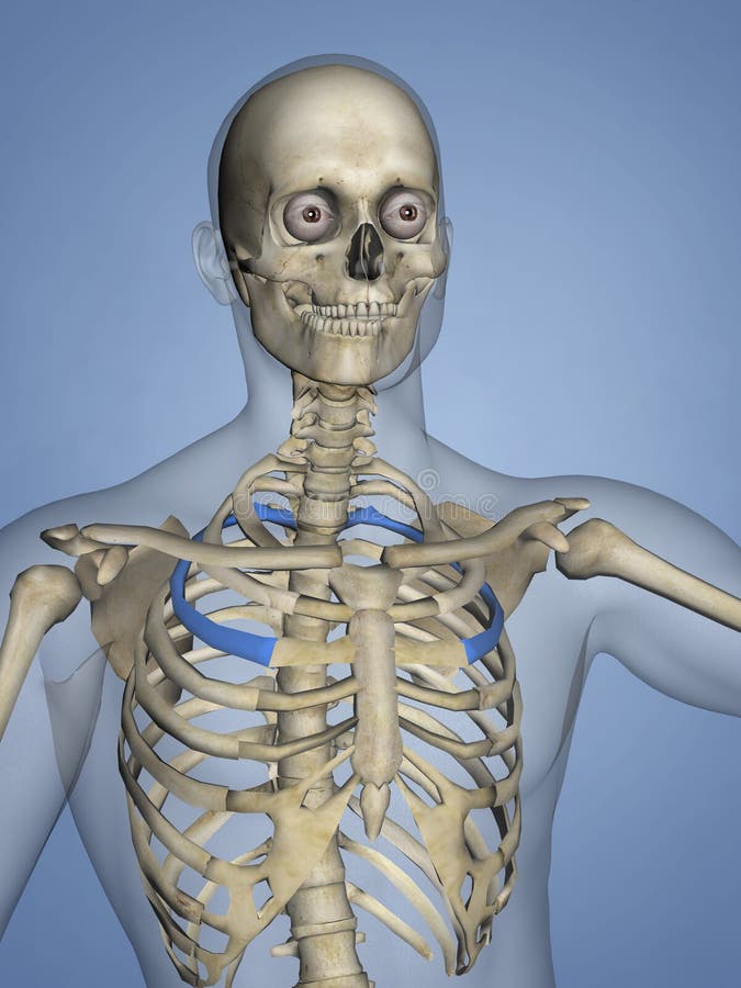 Third Rib, Rib Cage, 3D Model Stock Illustration - Illustration of ...