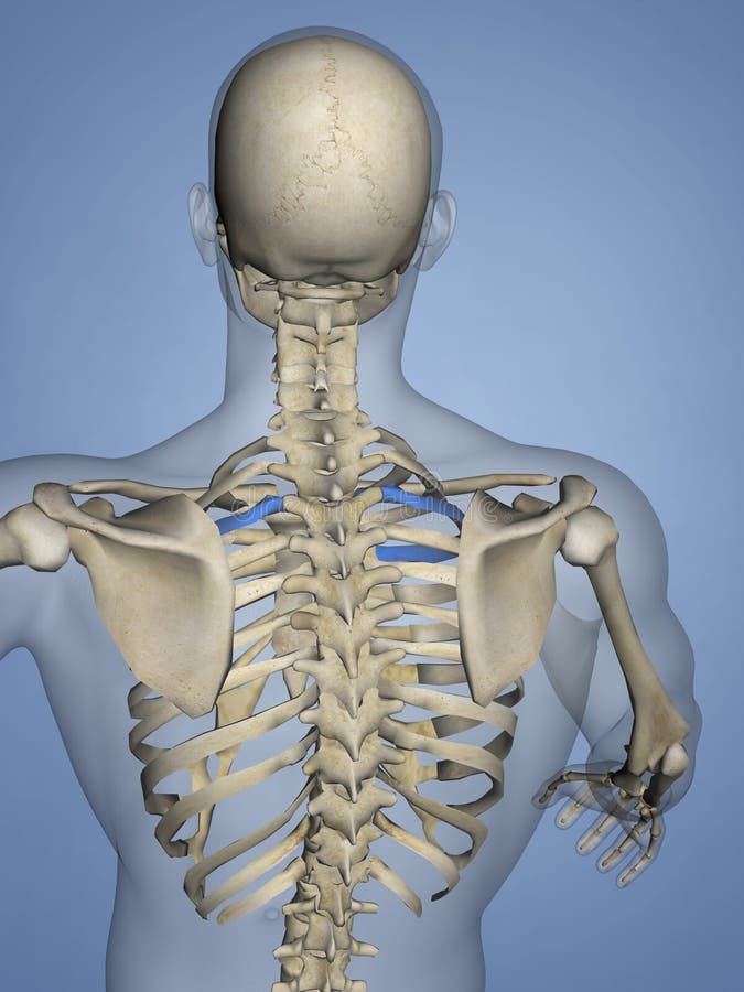 Third Rib, Rib Cage, 3D Model Stock Illustration - Illustration of ...