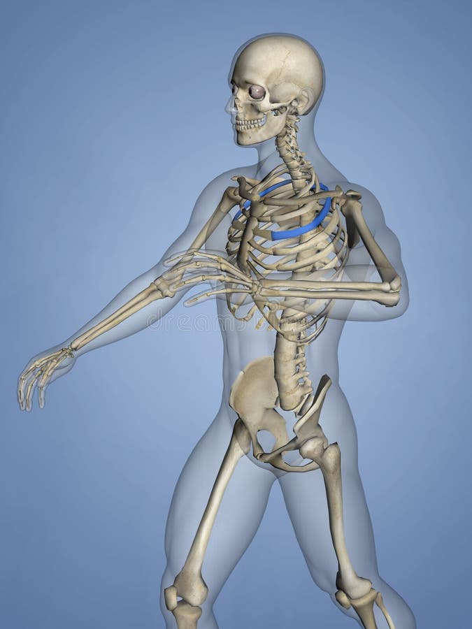 Third Rib, Rib Cage, 3D Model Stock Illustration - Illustration of cage ...