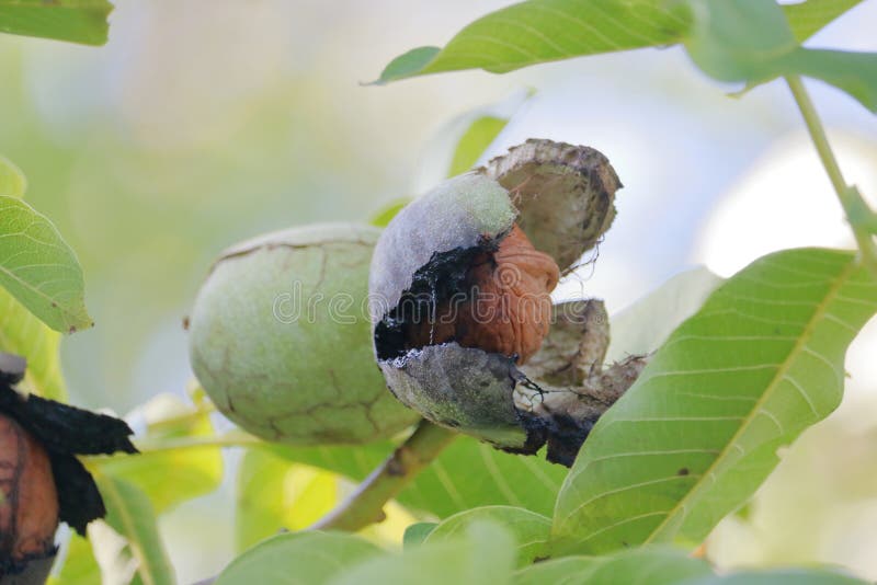 Hazelnut Seedling Stock Photos - Free & Royalty-Free Stock Photos from ...