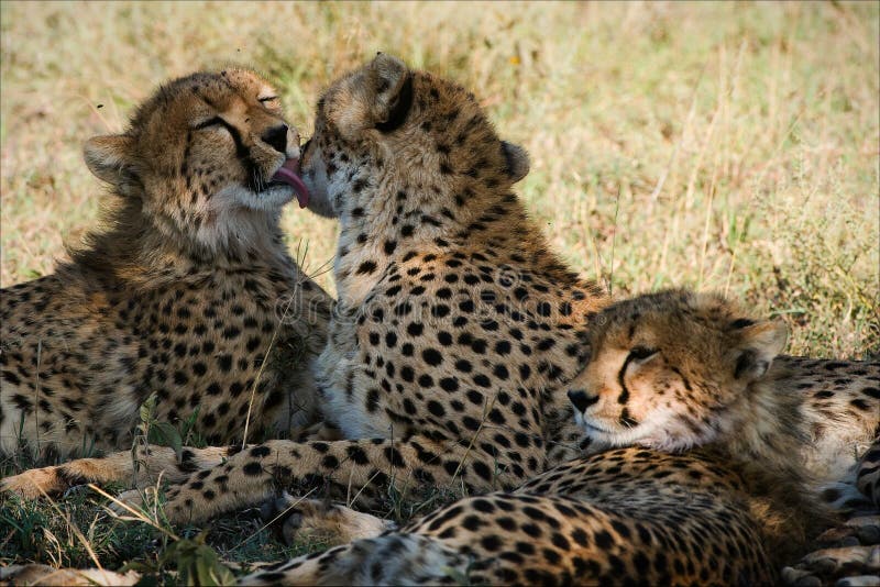 The third superfluous. stock image. Image of savanna - 15744049