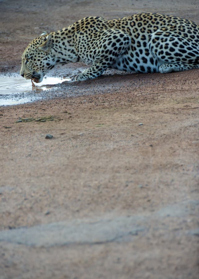 Leopard Drinks Stock Photos - Free & Royalty-Free Stock Photos from ...