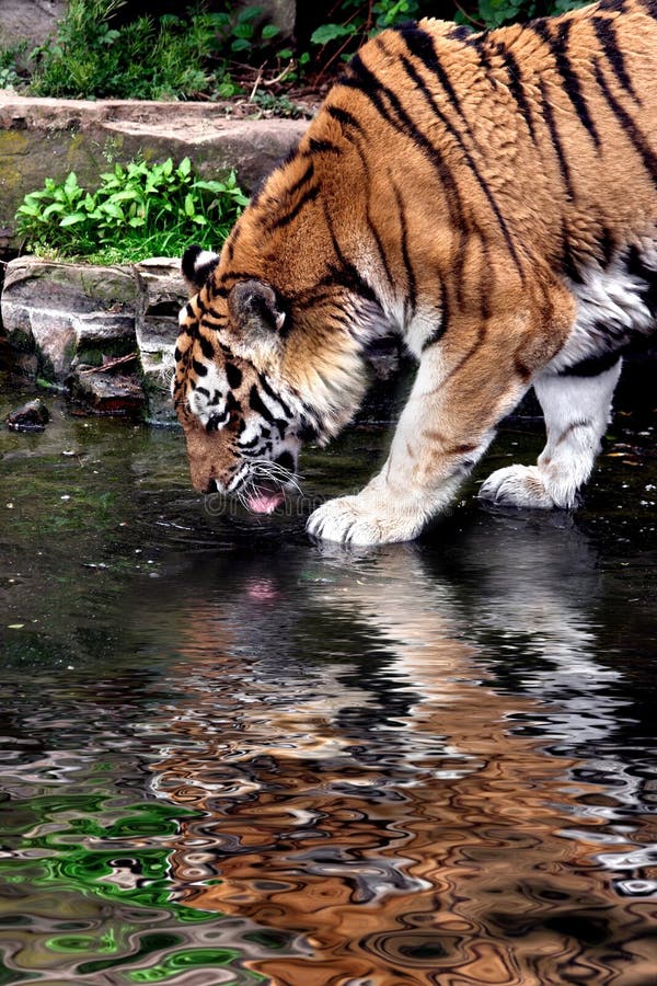 260 White Tiger Drinking Water Stock Photos - Free & Royalty-Free Stock Photos from Dreamstime