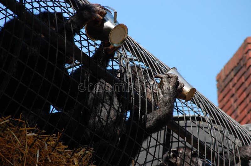 Thirsty Apes Drinking Water Stock Image - Image of wall, drink: 19813855