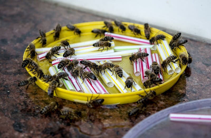 Thirsty Bees Drinking Cold Water Stock Photo - Image of water, woven ...