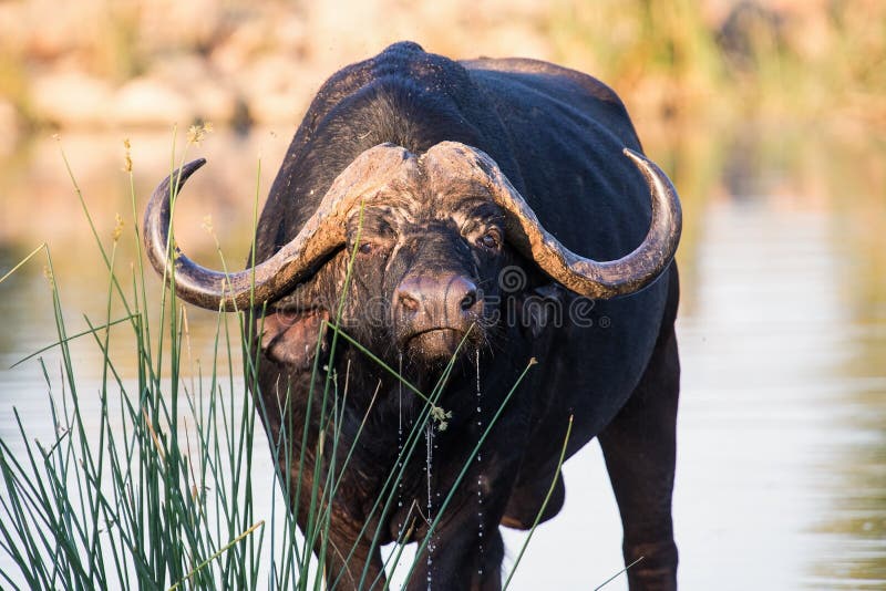 Thirsty Cape Buffalo Bull Drinking Water from Pond Stock Image - Image ...