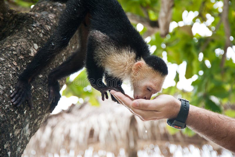 126 Capuchin Monkey Holding Stock Photos - Free & Royalty-Free Stock ...
