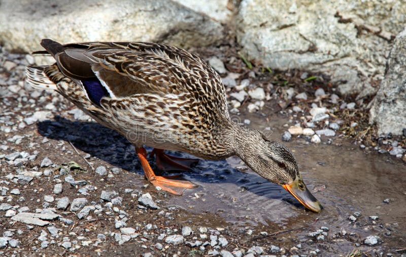 A Thirsty Duck Drinks Water from a Puddle Stock Image - Image of ...