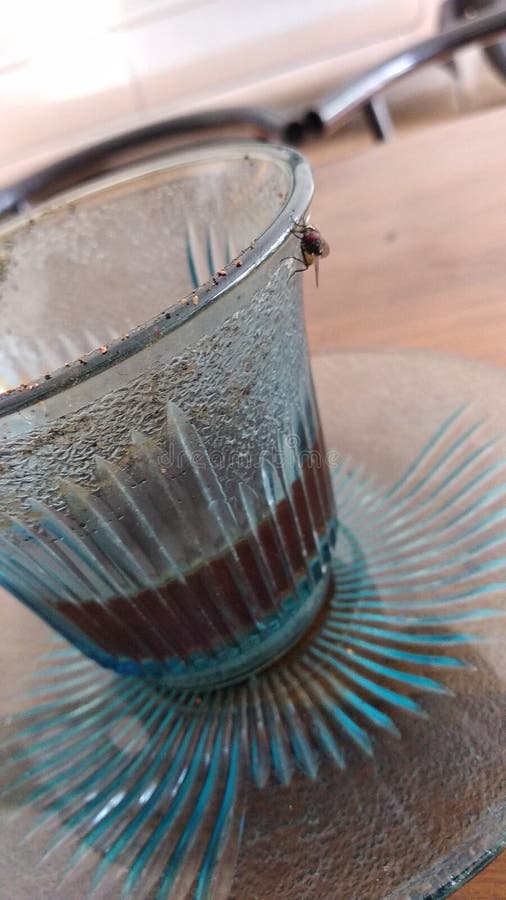 A Thirsty Fly in a Coffee Cup Stock Photo - Image of thirsty, glass ...
