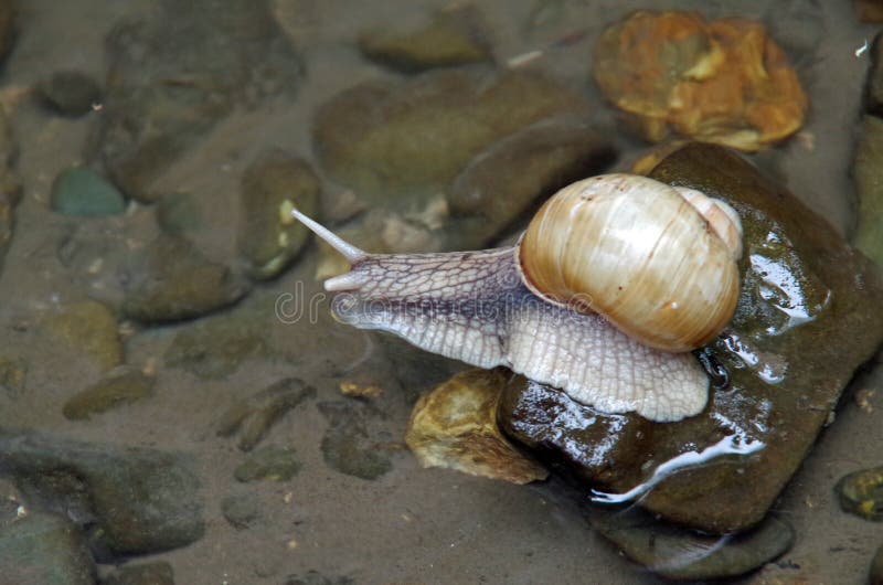 Snail Drinking Beer stock photo. Image of quench, eyes - 325294