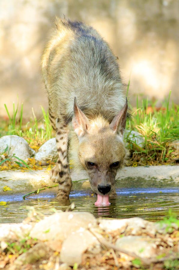 Thirsty hyena stock image. Image of wild, spotted, predator - 20551045