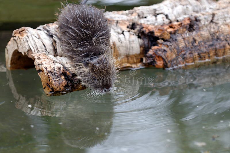 Thirsty rodent stock image. Image of surface, river, grey - 55019815